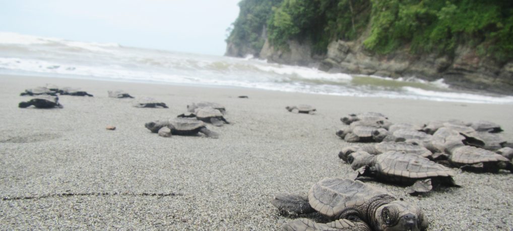 Reserva Playa Tortuga; Costa Rican sea turtle reserve